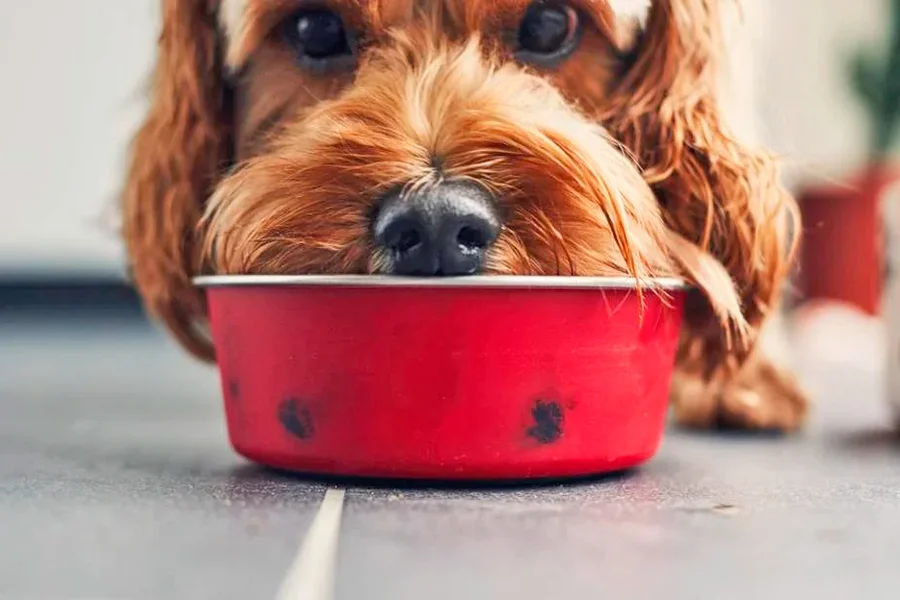 Dogfy Diet vs Naturcanin ¿Cuál es la mejor opción?